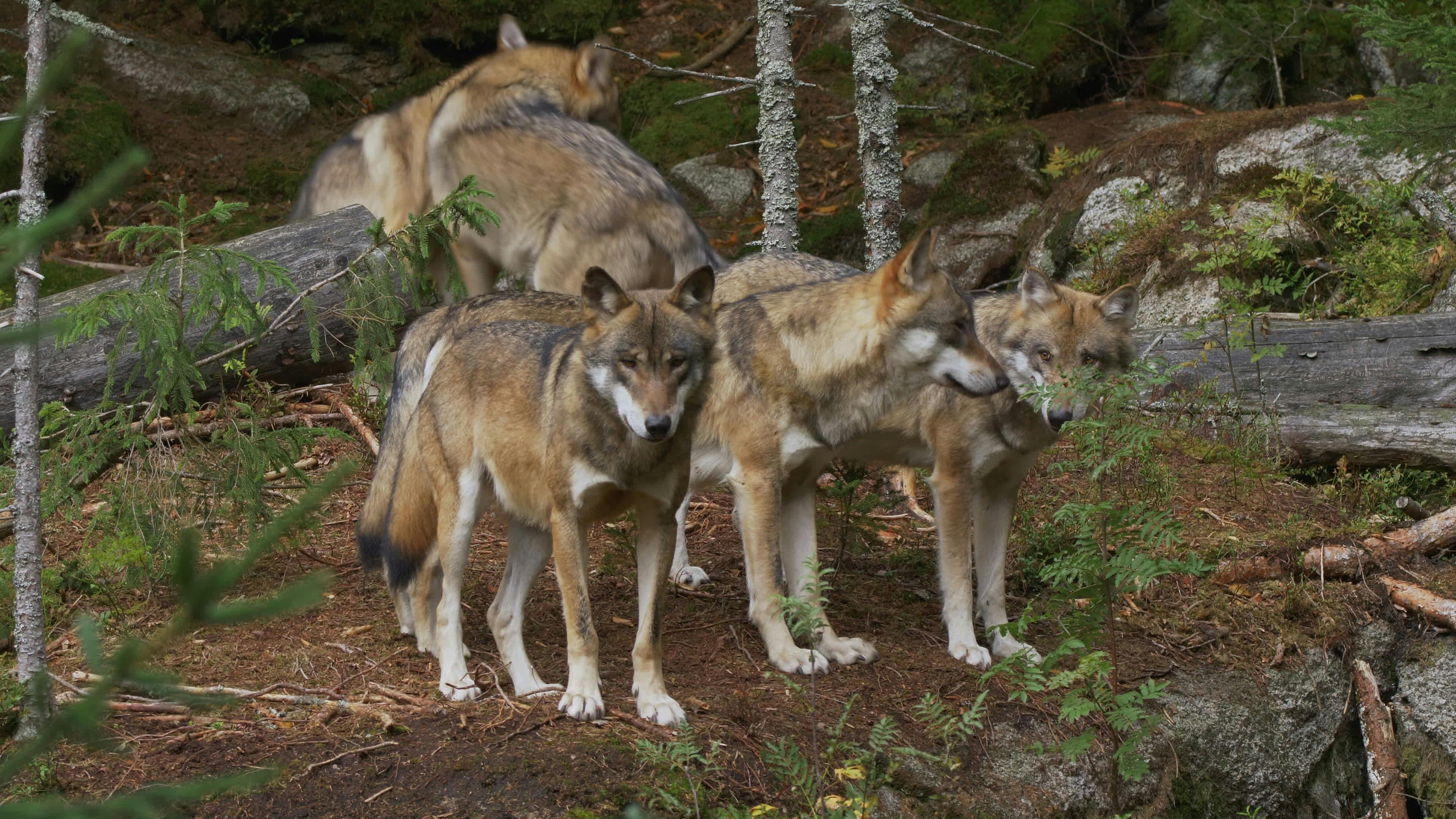 Discover eurasian-wolf, a story-driven footage | Artlist