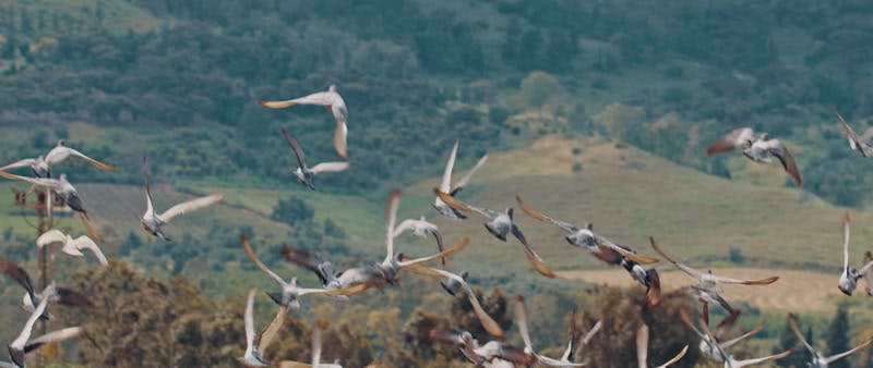Migration, Flying, Flight, Field by Ami Bornstein – Stock Footage | Artlist