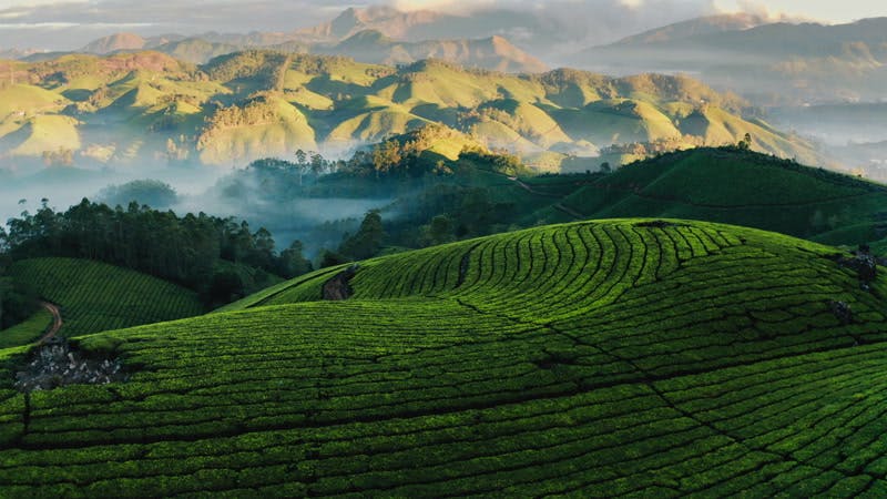 Kerala, Munnar, India, Farm by Nathan Moine – Stock Footage | Artlist