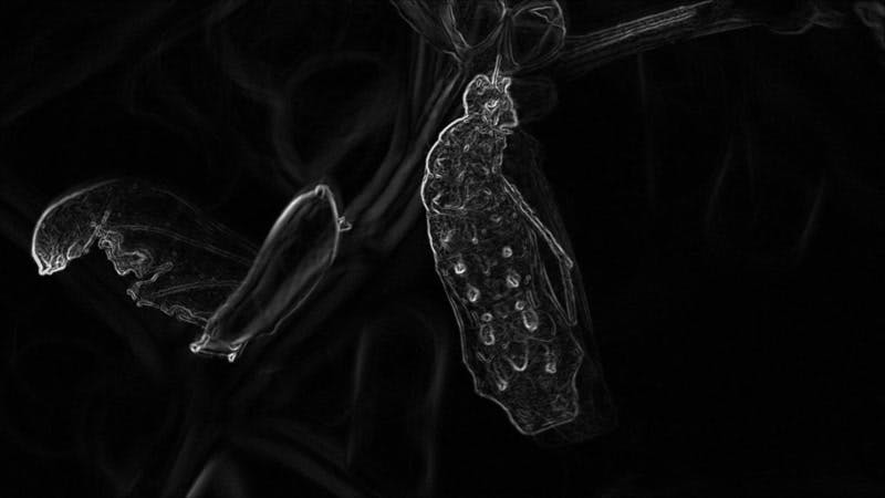 Insect, Luminescence, Effect, Cocoon by Jordan Hatfield – Stock Footage ...