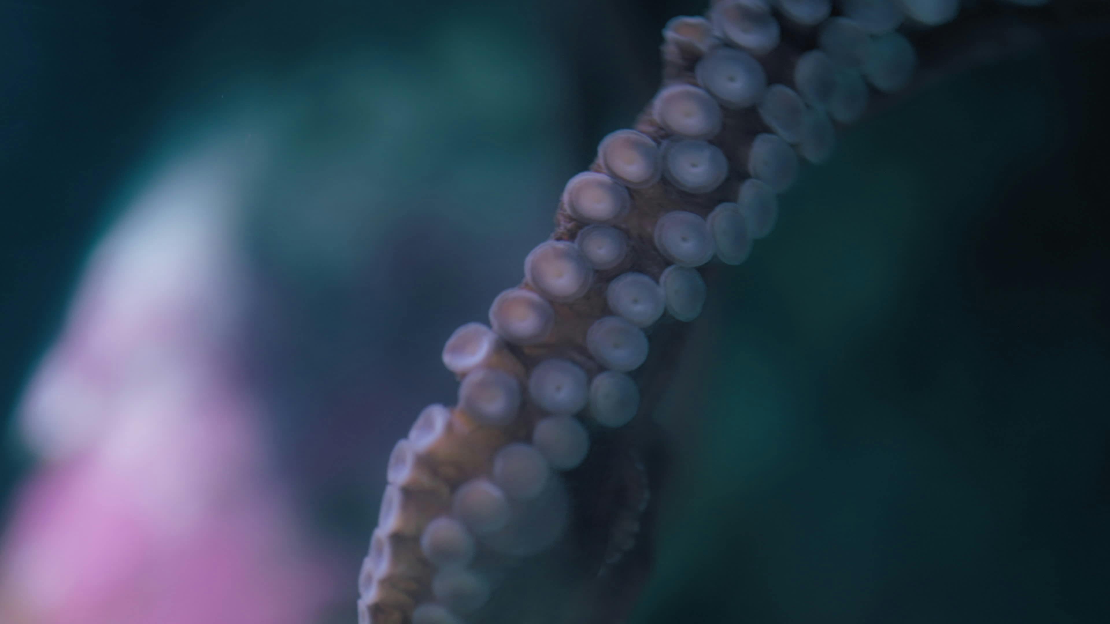 Discover my-octopus-friend, a story-driven footage | Artlist