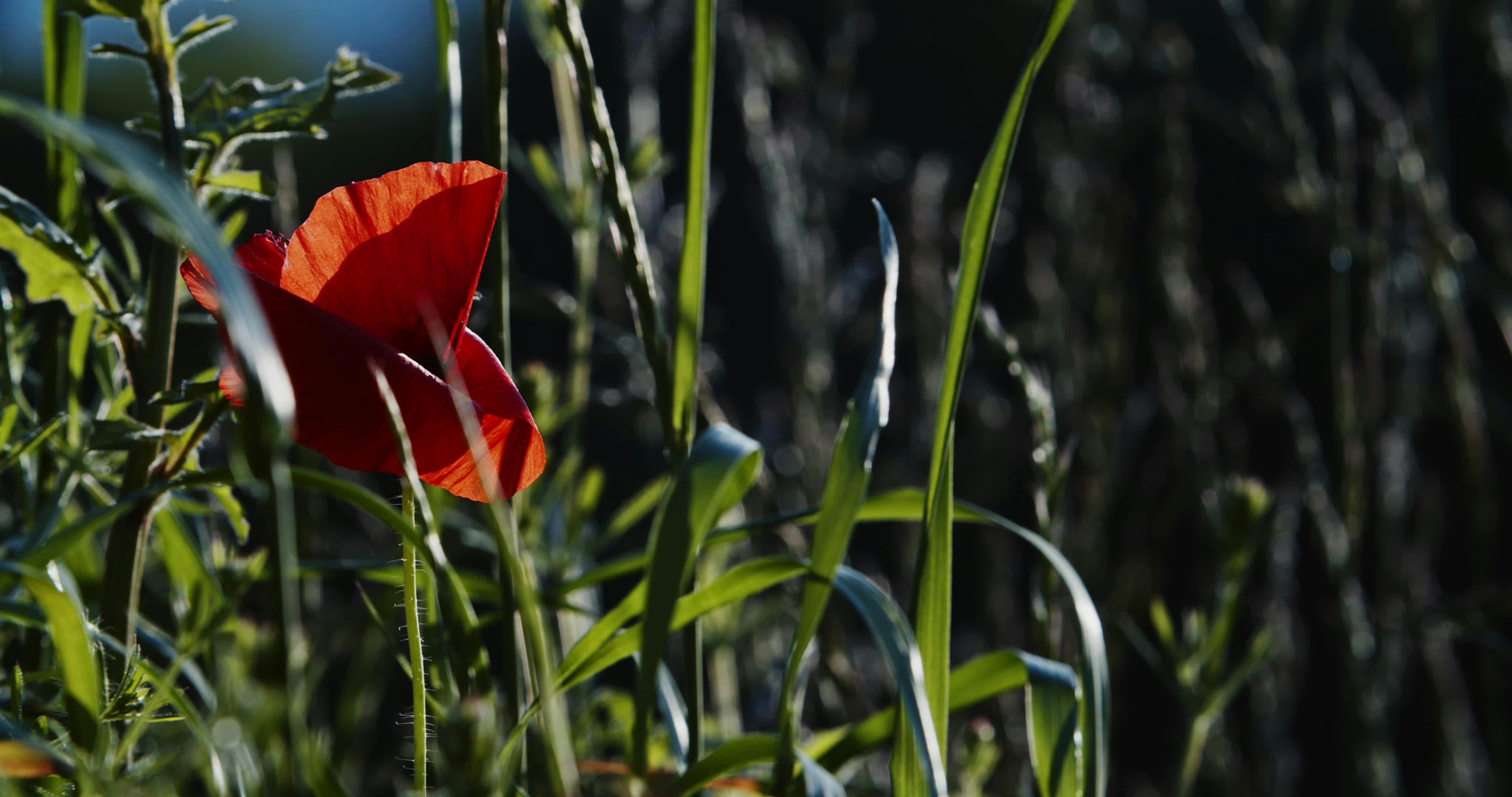 Discover plants, a story-driven footage | Artlist