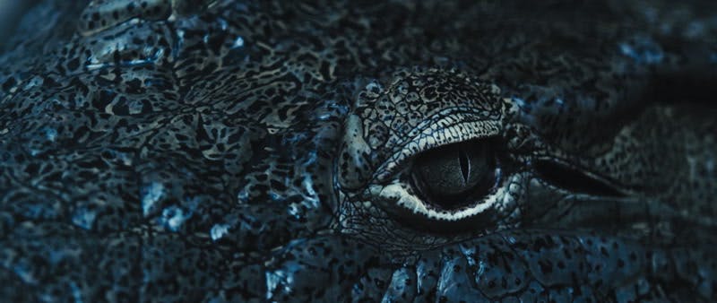 Eye, Zoo, Wild, Water by Ami Bornstein – Stock Footage | Artlist
