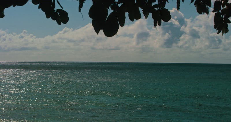 Wind, Blowing, Leaves, Calm by Jakob Owens – Stock Footage | Artlist