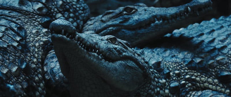 Bite, Creature, Relax, Zoo by Ami Bornstein – Stock Footage | Artlist