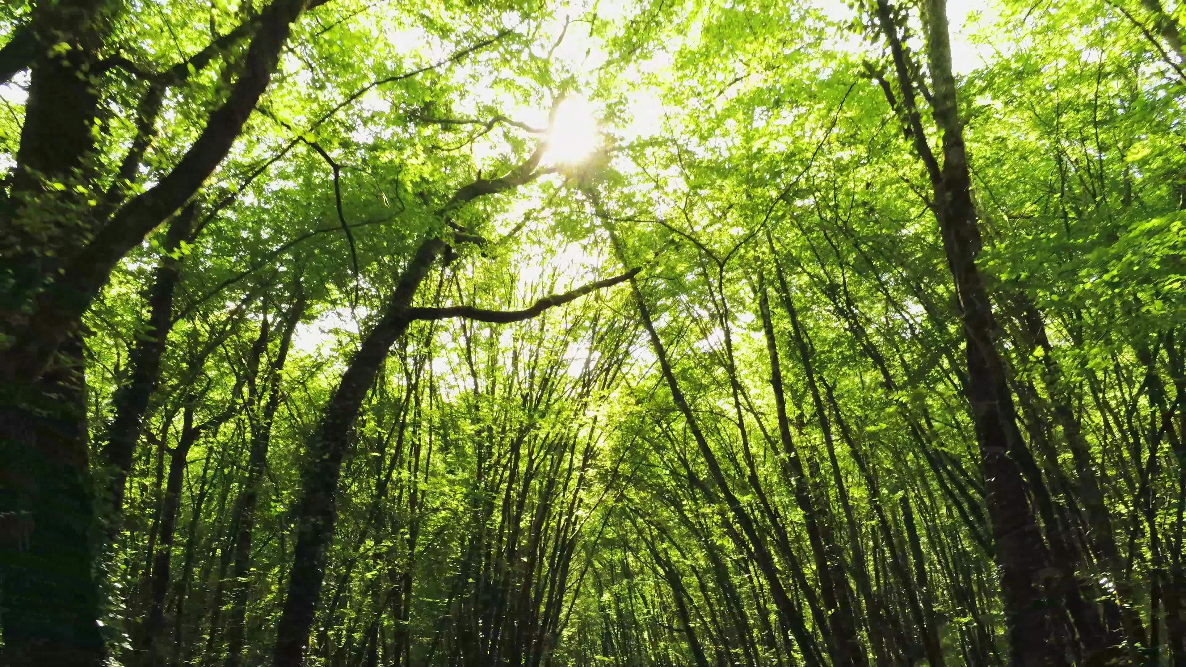 Discover forest, a story-driven footage | Artlist