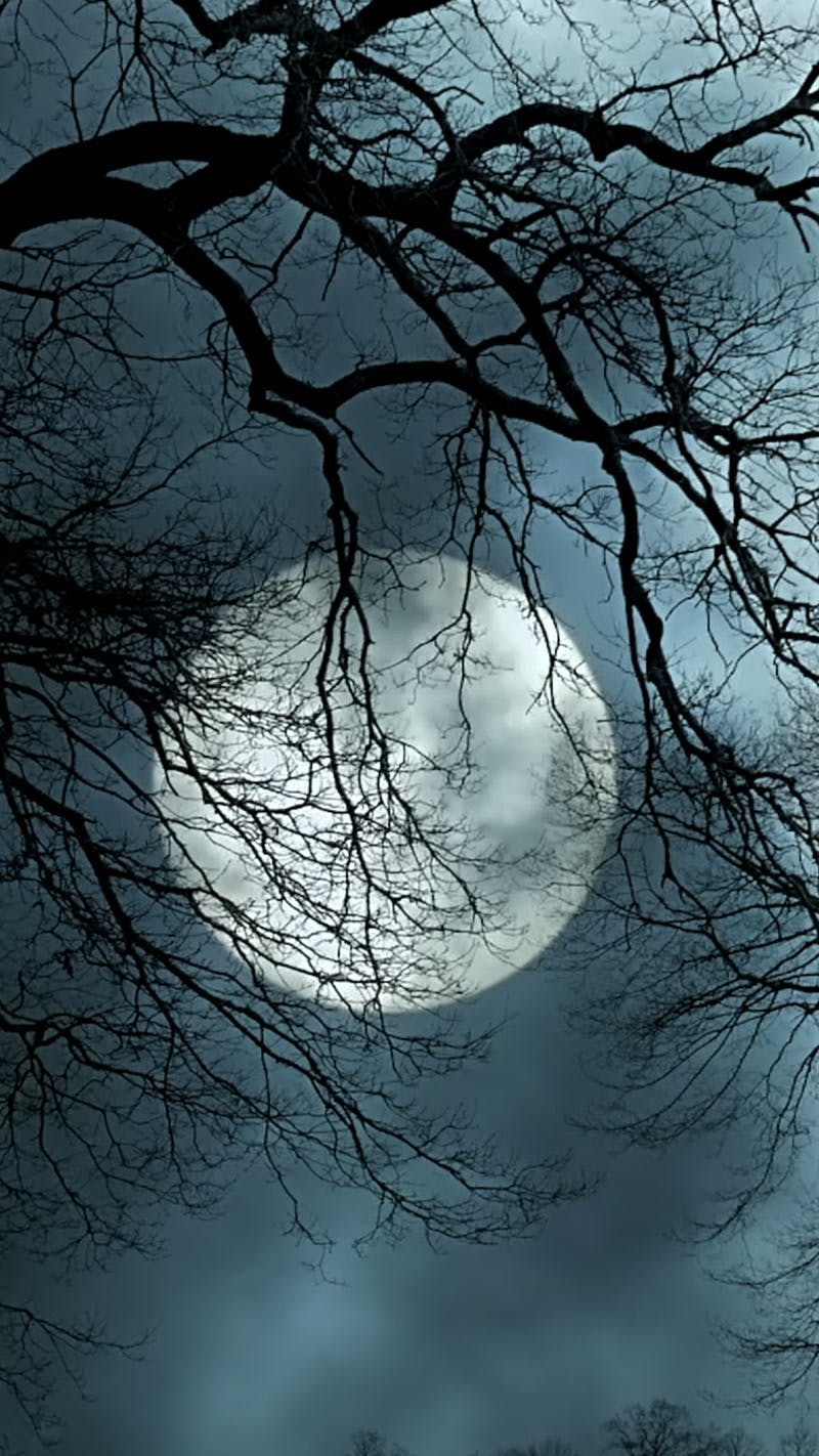 Moon, Tree, Sky, Clouds by Animedias – Stock Footage | Artlist
