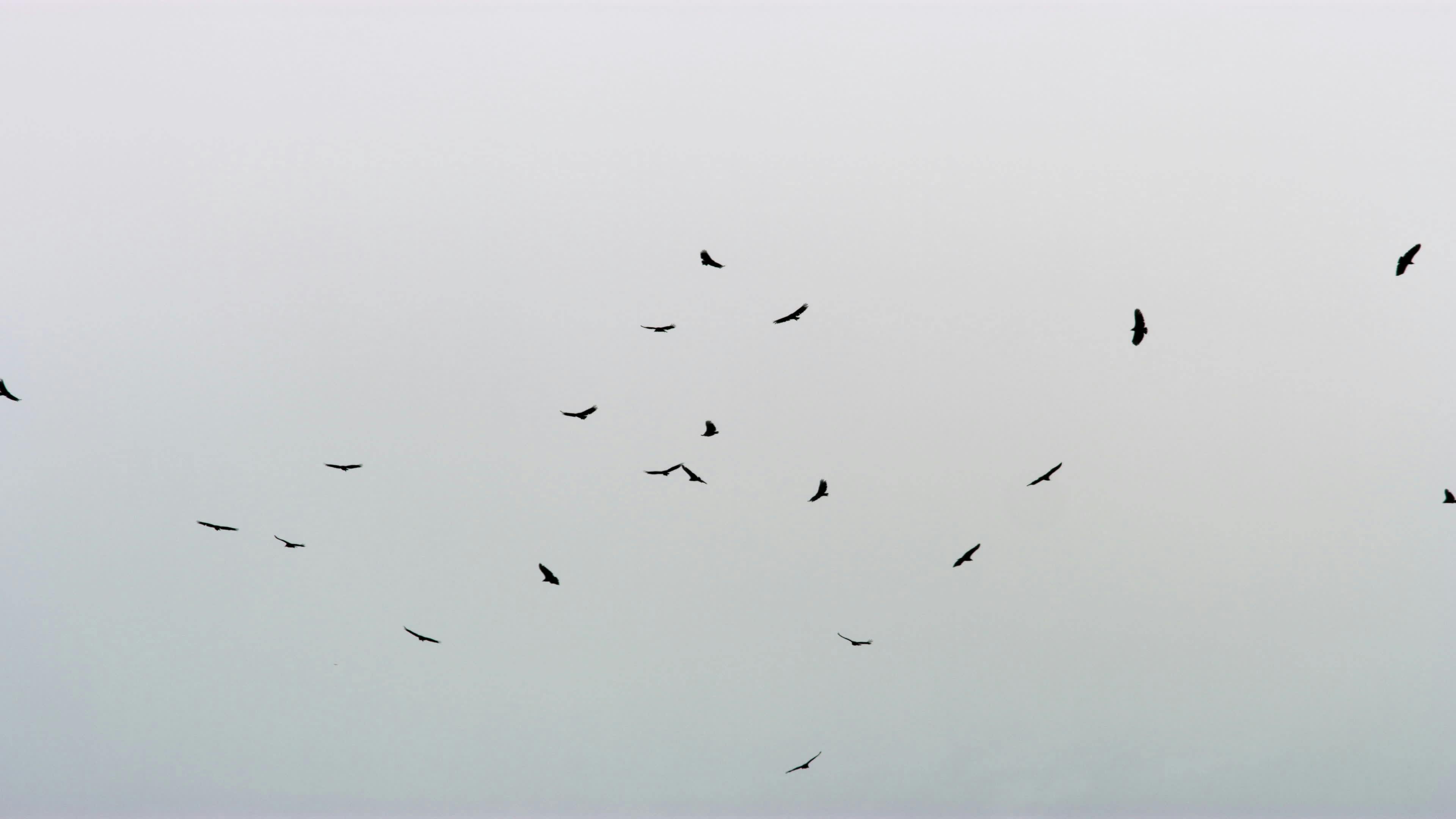 Discover bird-watching-on-the-beach, a story-driven footage | Artlist