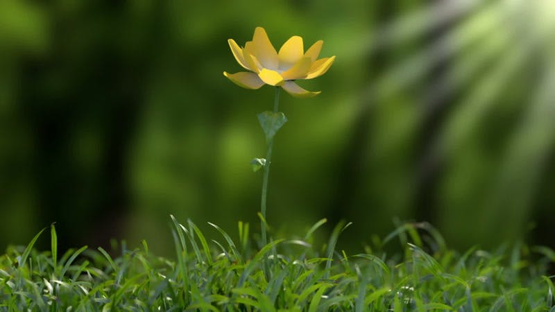 Cgi, Timelapse, Flower, Growing by Nicolas Merono – Stock Footage | Artlist