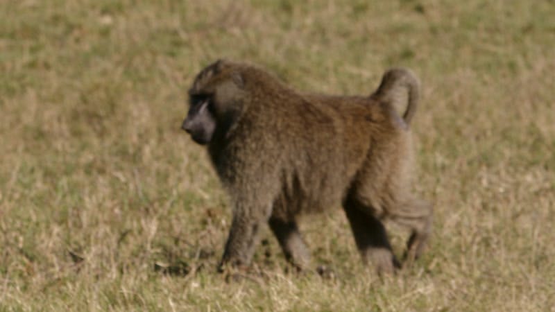 Baboon, Monkey, Savannah, Walking by Wind Collective – Stock Footage | Artlist