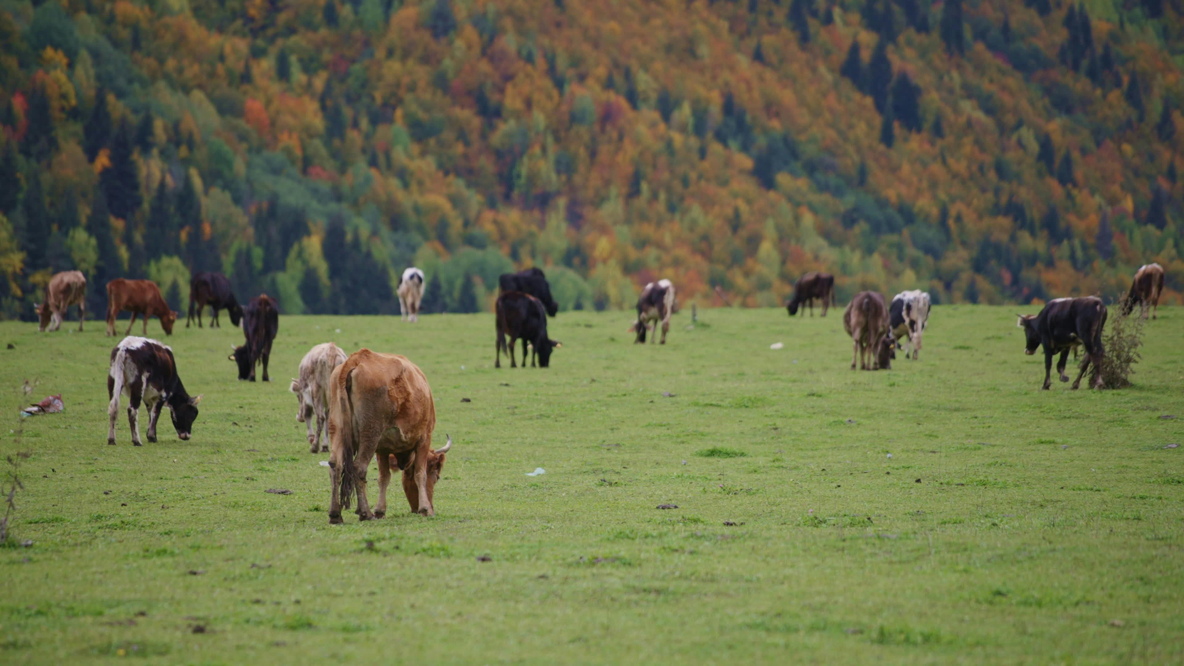 Discover cows-everywhere, a story-driven footage | Artlist