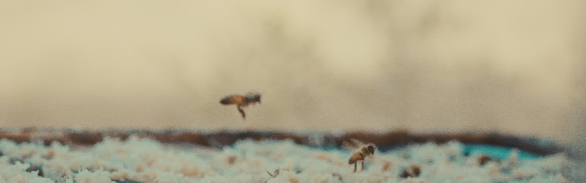 Discover beekeeper, a story-driven footage | Artlist