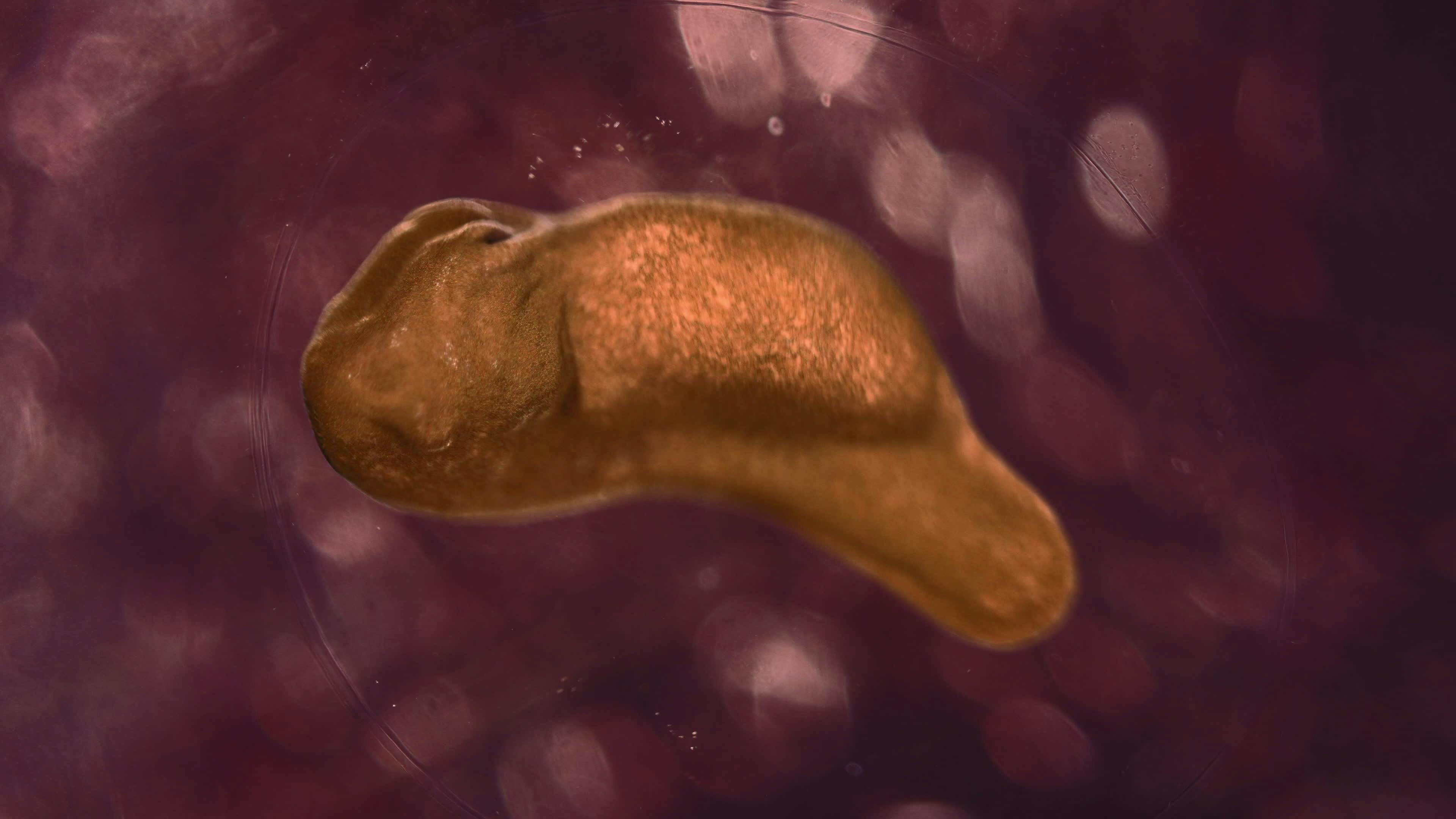 Discover frog-embryo-development, a story-driven footage | Artlist