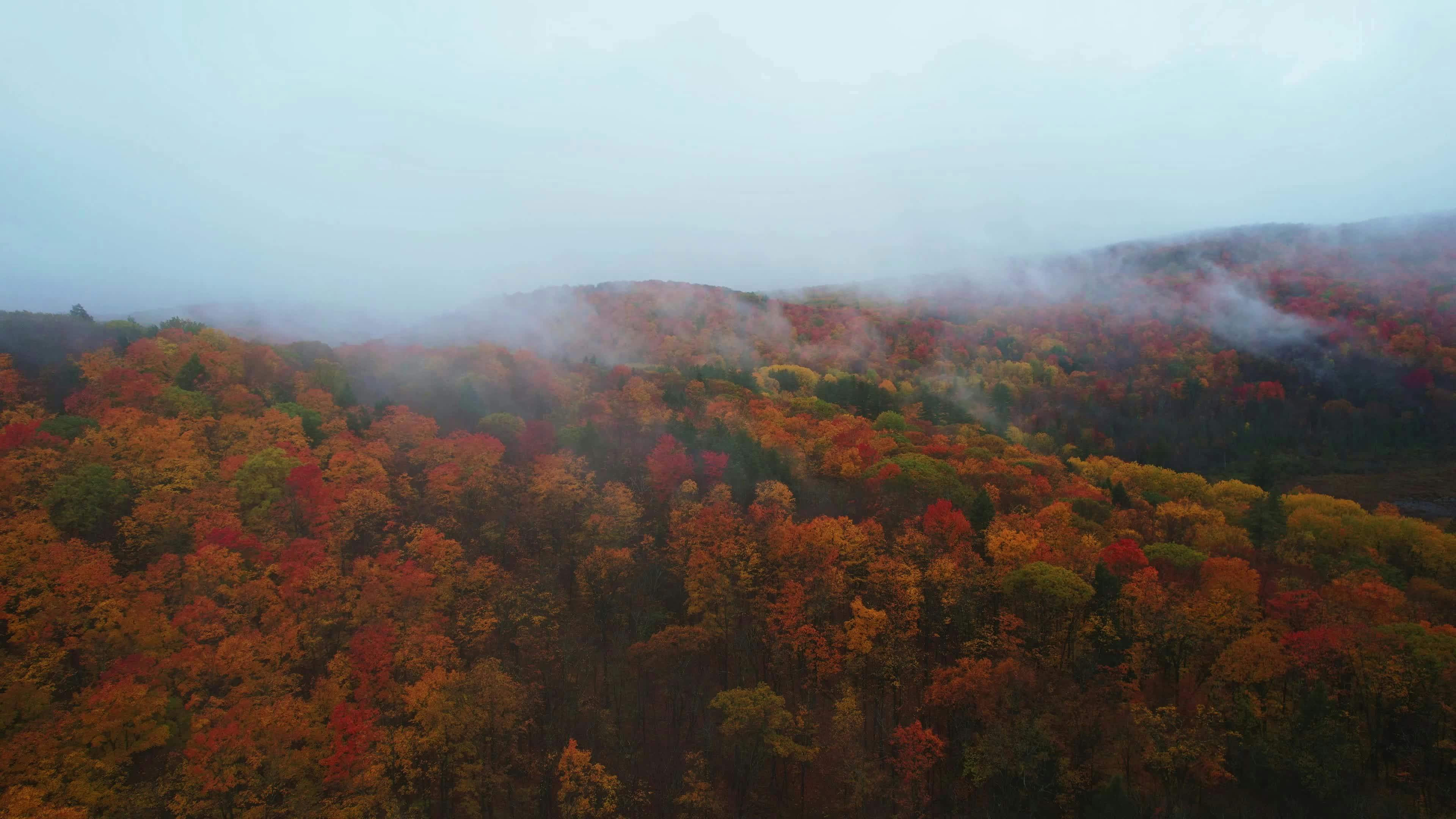 Discover gatineau-park-fall-colors, a story-driven footage | Artlist