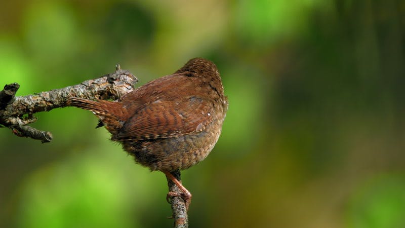 Eurasian-wren, Bird, Tree-branch, Song-bird by Lukas Pich – Stock ...