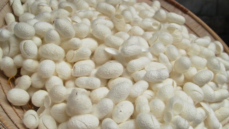 Silk, Cocoon, Fiber, Spool by BOREALE VISION – Stock Footage | Artlist