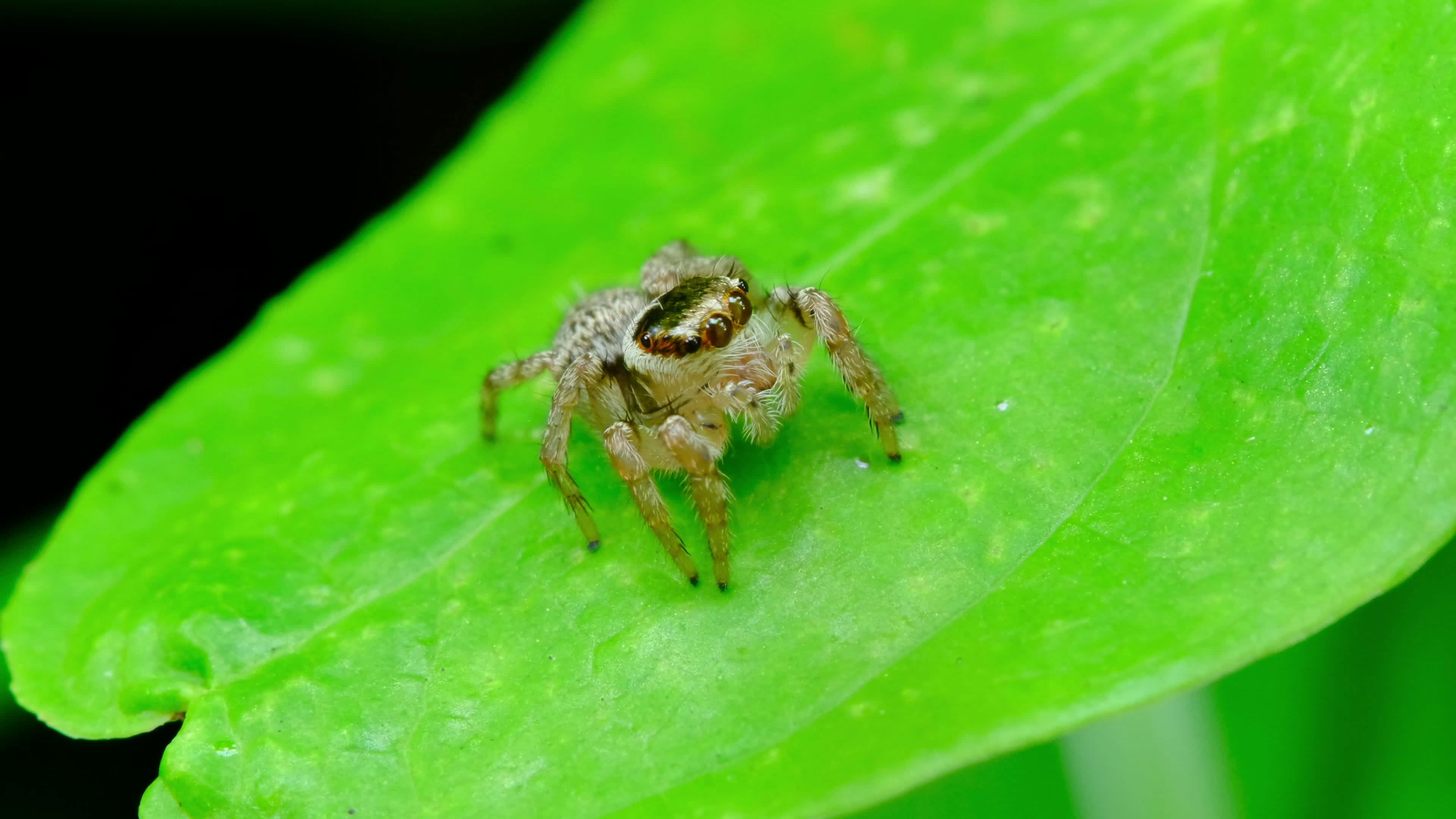 Discover spiders-of-japan, a story-driven footage | Artlist