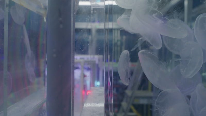 Aquarium, Jelly Fish, Lab, Laboratory by Studio Non – Stock Footage ...