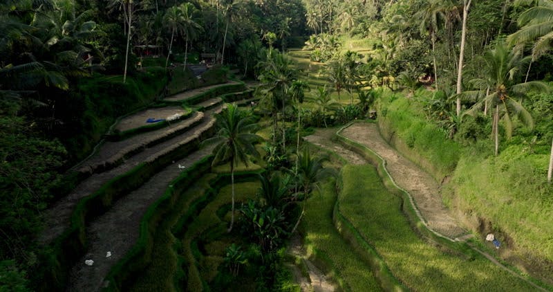 Rice Paddy, Terracing, Plantation, Palm Tree by Alpha Visuals – Stock ...