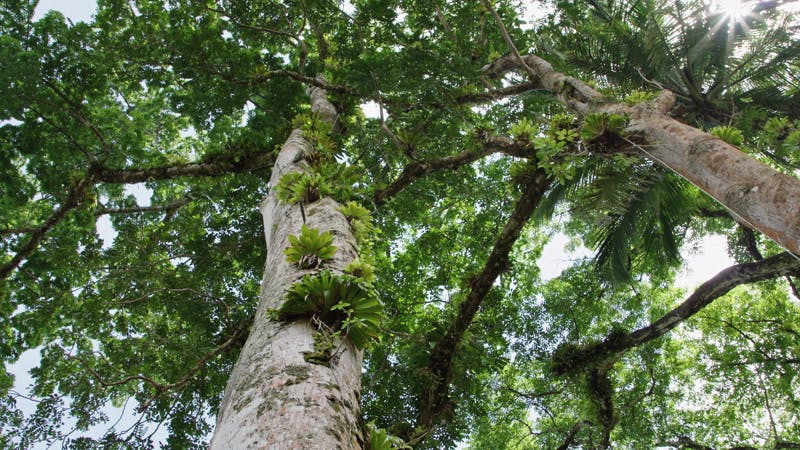 Branch, Forest, Martinique, Rainforest by BOREALE VISION – Stock ...