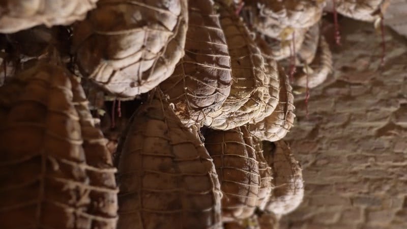 Meat, Ham, Parma, Aging by Ivan Kmeel – Stock Footage | Artlist
