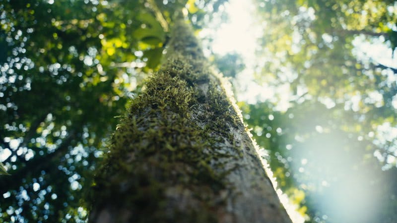 Tropical, Rainforest, Jungle, Tree Bark by Leftyphoto – Stock Footage ...