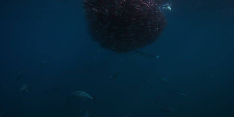 Sea, Skipjack Tuna, Swim, Red Fish by Alfredo Barroso – Stock Footage ...