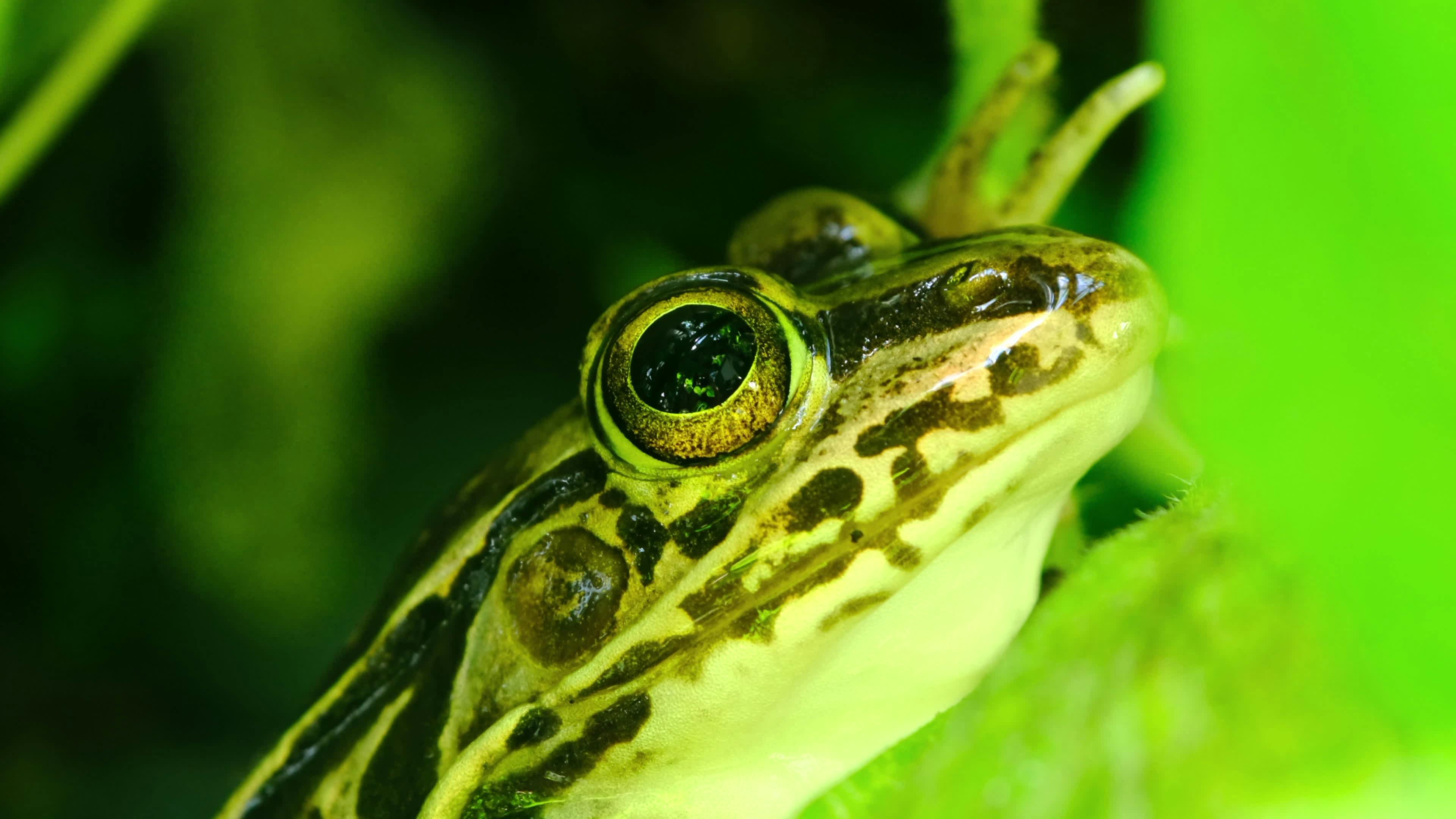 Discover snake-eating-frog, a story-driven footage | Artlist