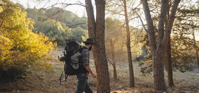 Rucksack, Hiking, Pine Trees, Trekking by Tzur Livne – Stock Footage ...
