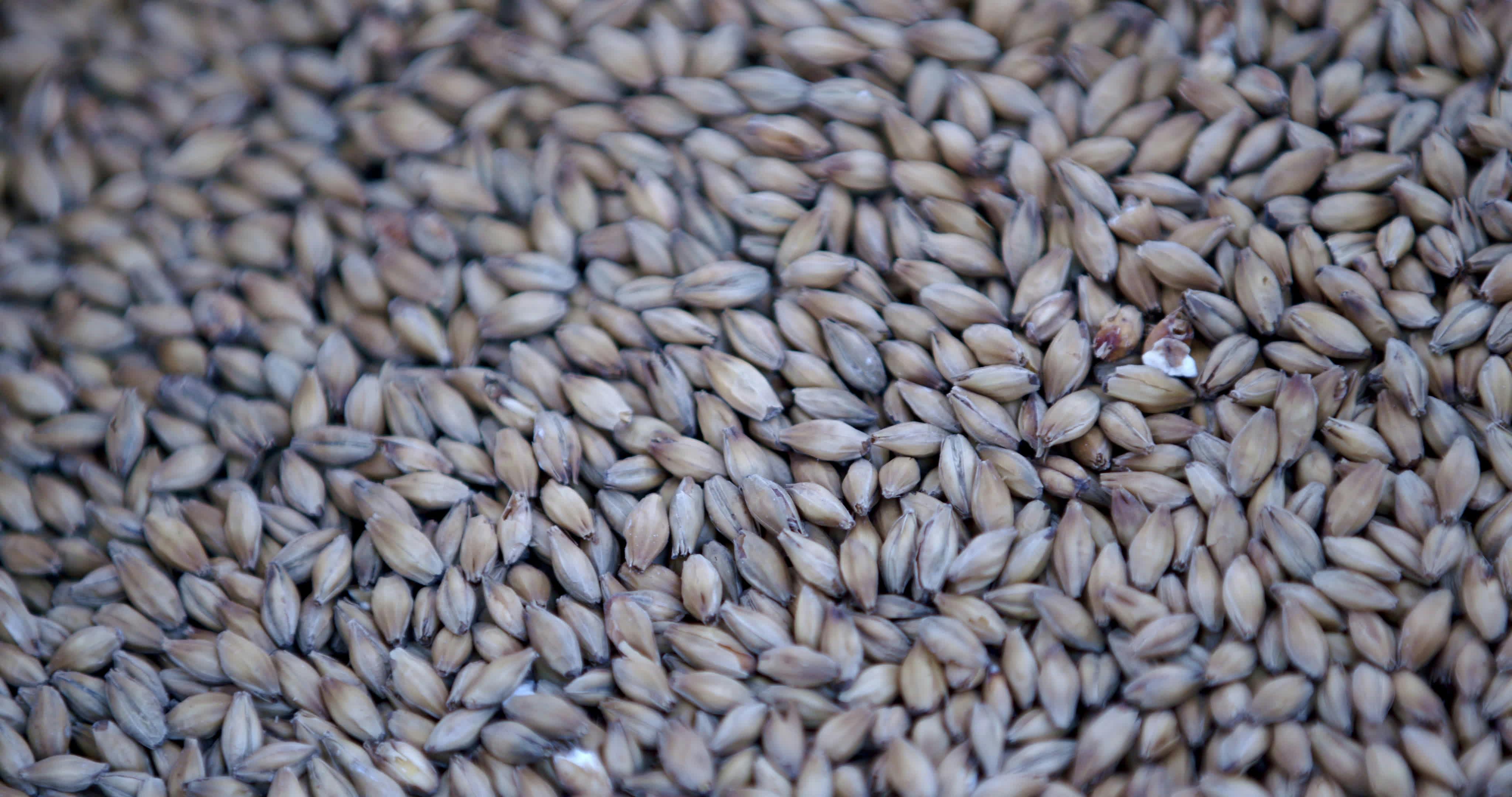 Discover malt-grain-seeds, a story-driven footage | Artlist