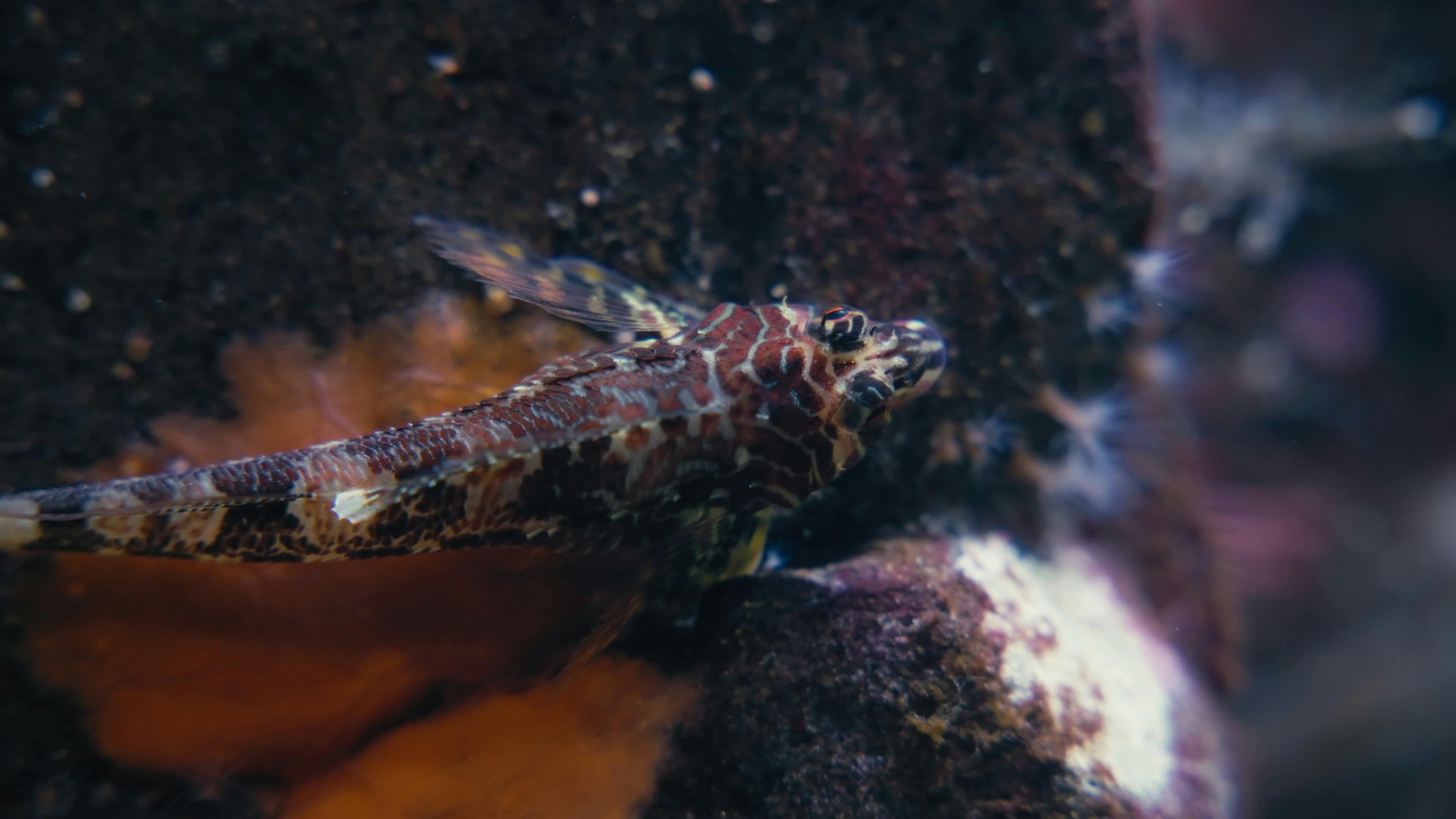 Discover sea-creatures, a story-driven footage | Artlist