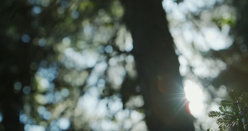 Glimpsing, Branch, Branches, Sunlight by Experimental Expression Lab ...