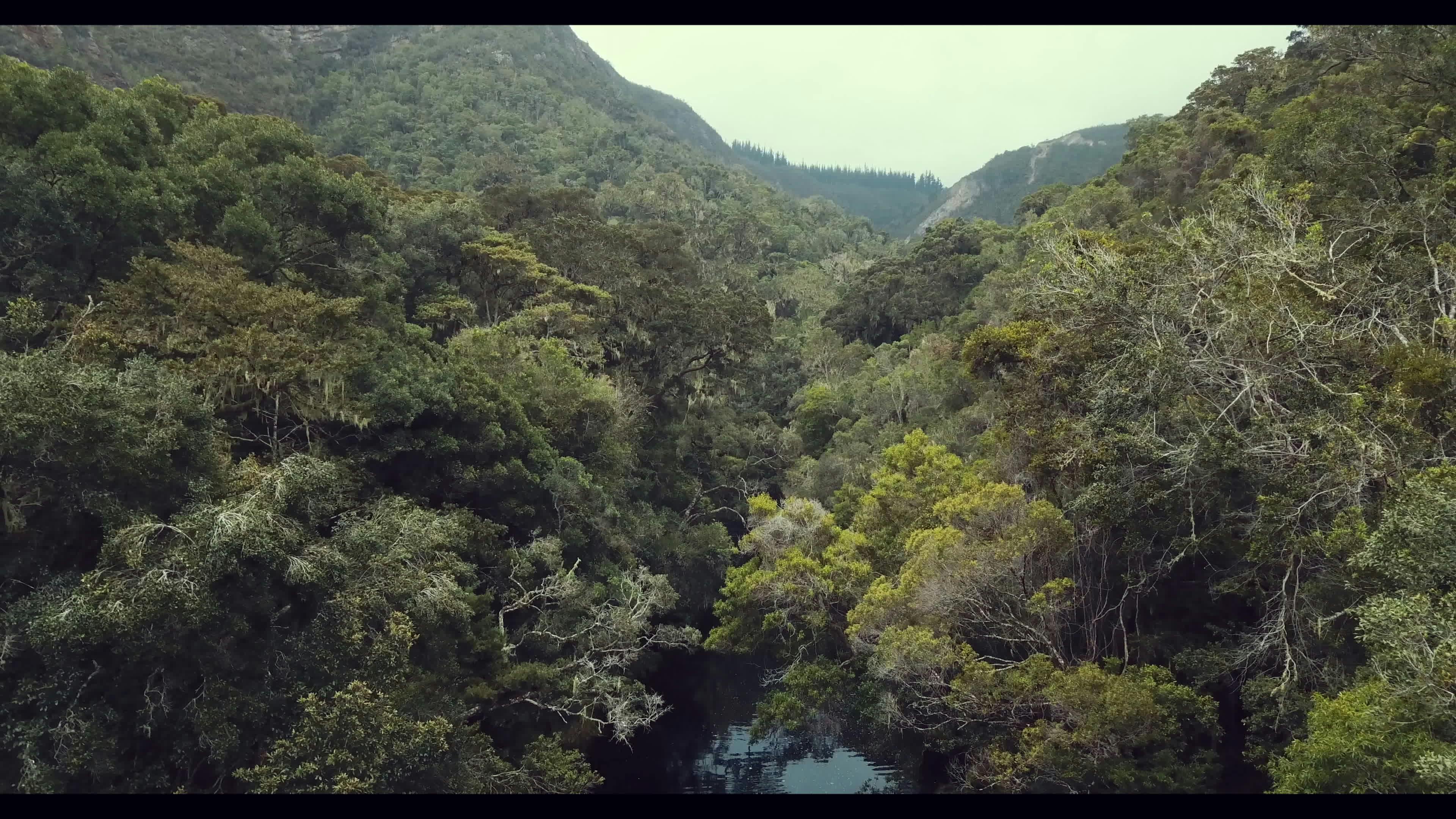 Discover jungle-aerials, a story-driven footage | Artlist