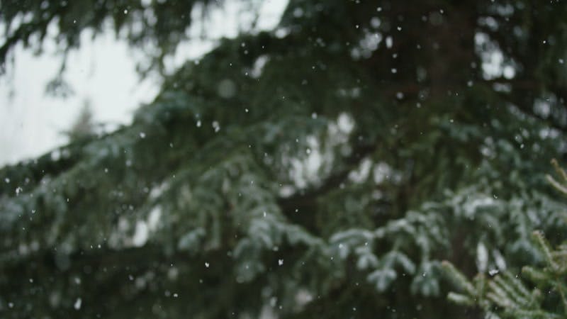 Tree, Branch, Bark, Leaves by Tanner Fowler – Stock Footage | Artlist