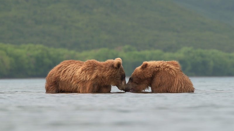 Sleuth, Grizzly Bear, Mammal, Lake by Wildlife and Nature Studios ...
