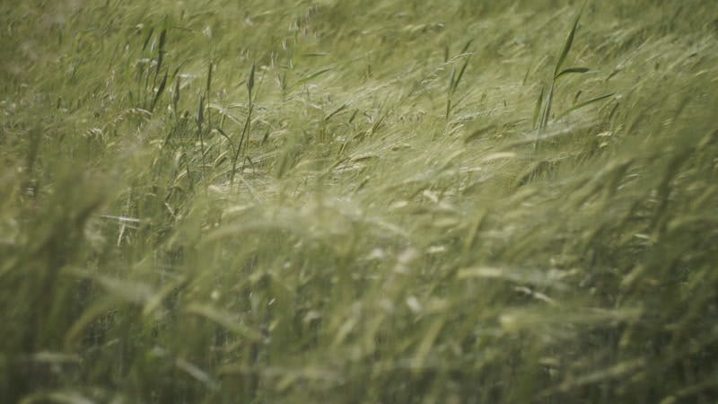 Wheat Field, Windy, Growth, Crops by The Makkina – Stock Footage | Artlist