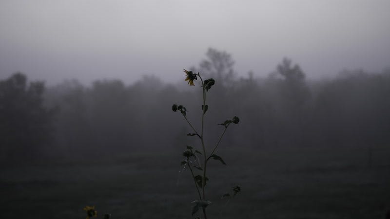 Grey, Weed, Plant, Fog by Jordan Hatfield – Stock Footage | Artlist