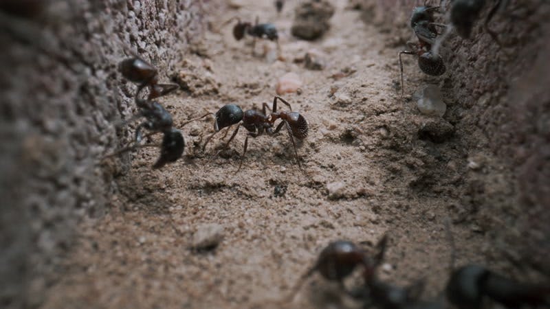 Hymenoptera, Ants, Ant Colony, Animal by Chuck Cascio – Stock Footage ...