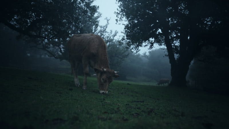 Cow, Fanal Forest, Dark, Creepy by Reinis Kaspars – Stock Footage | Artlist