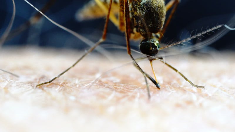 Zika, Insect, Mosquito, Skin by Benedikt Pleyer – Stock Footage | Artlist