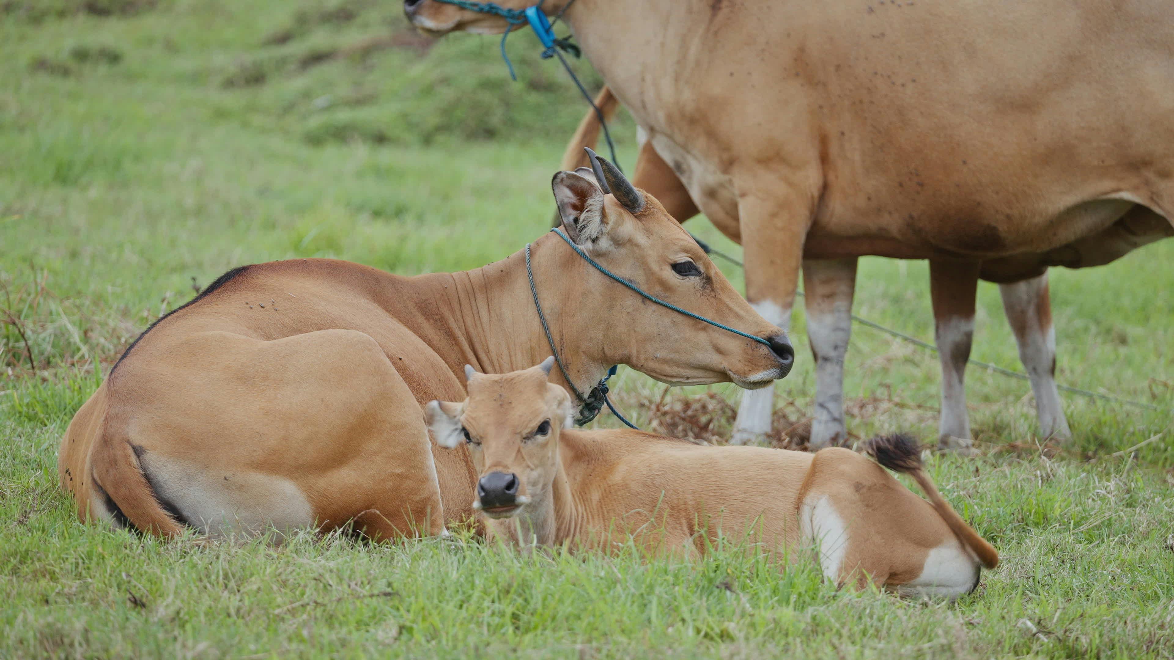 Discover suffering-animals, a story-driven footage | Artlist