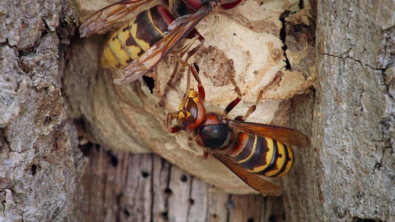 Hornet, Insect, Tree, Wasp by Lukas Pich – Stock Footage | Artlist
