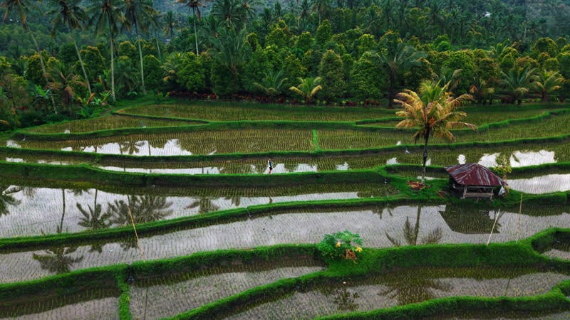 Rice Terrace, Villager, Bali, Rice Field by David Zalka – Stock Footage ...