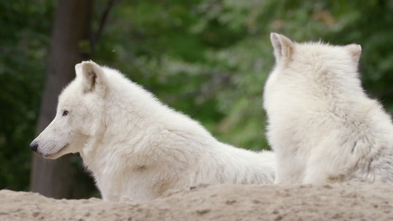 White Wolf, Wild, Arctic Wolf, Carnivore by Lukas Pich – Stock Footage ...