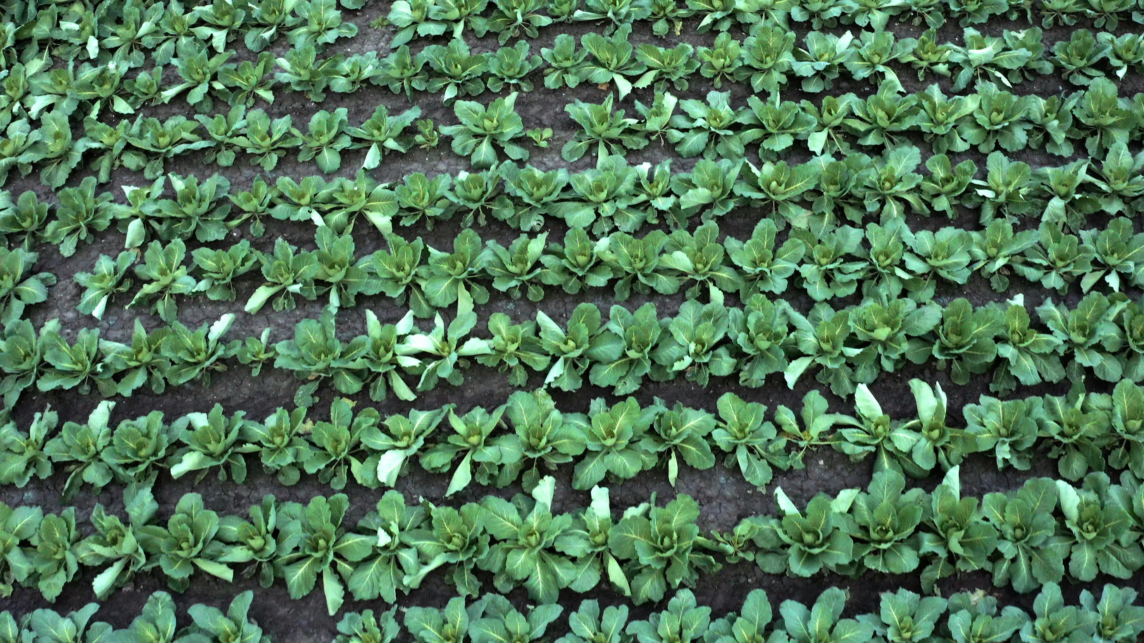 Discover geometry-in-agriculture, a story-driven footage | Artlist