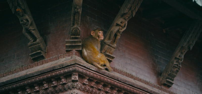 Monkey, Building, Roof, Asia by Josh Etheridge Films – Stock Footage ...