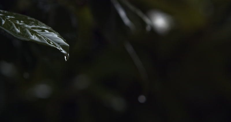 Leaf, Plant, Dripping, Forming by Experimental Expression Lab – Stock ...