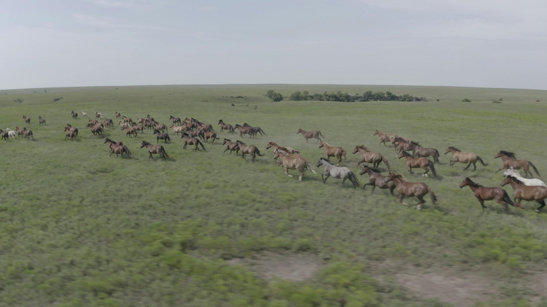 Discover green-kansas, a story-driven footage