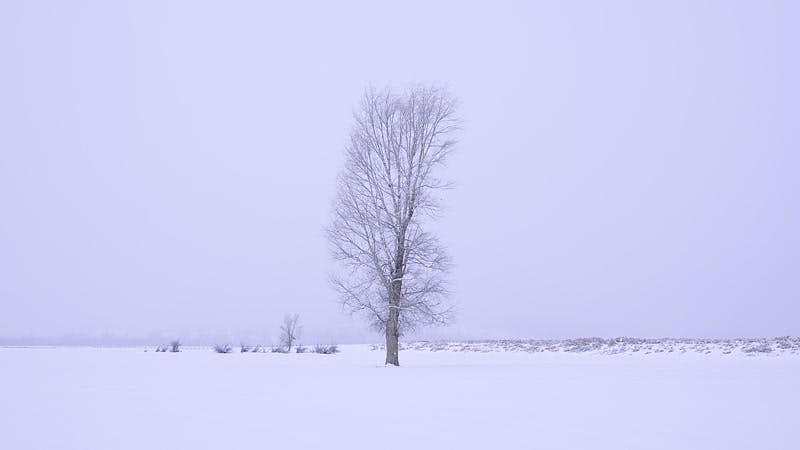 Snowy, Winter, Snow, Tree by Tanner Fowler – Stock Footage | Artlist