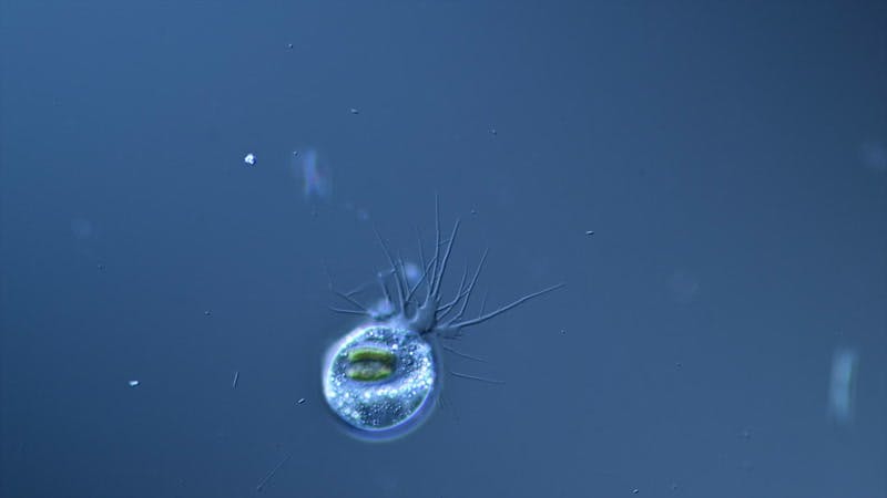 Microorganisms, Microscopic, Marine Life, Bacteria by Benedikt Pleyer ...